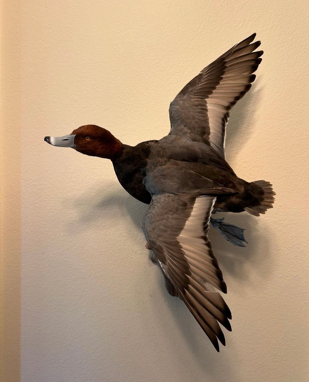 Woodall Waterfowl – Pinnacle Driftwood Taxidermy Supplies