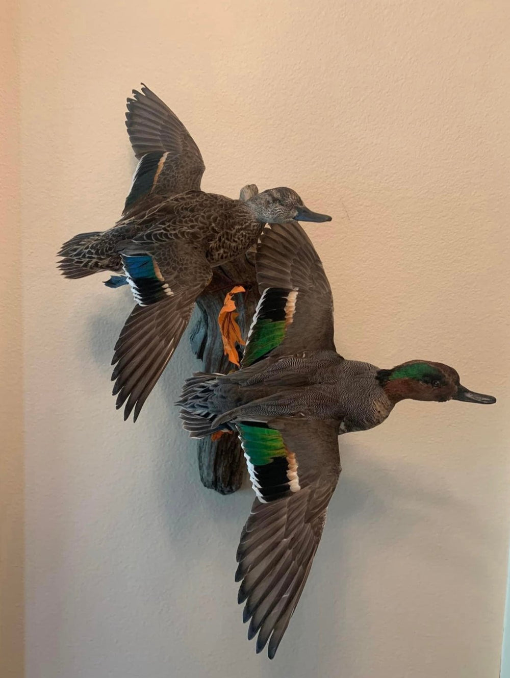 Woodall Waterfowl – Pinnacle Driftwood Taxidermy Supplies