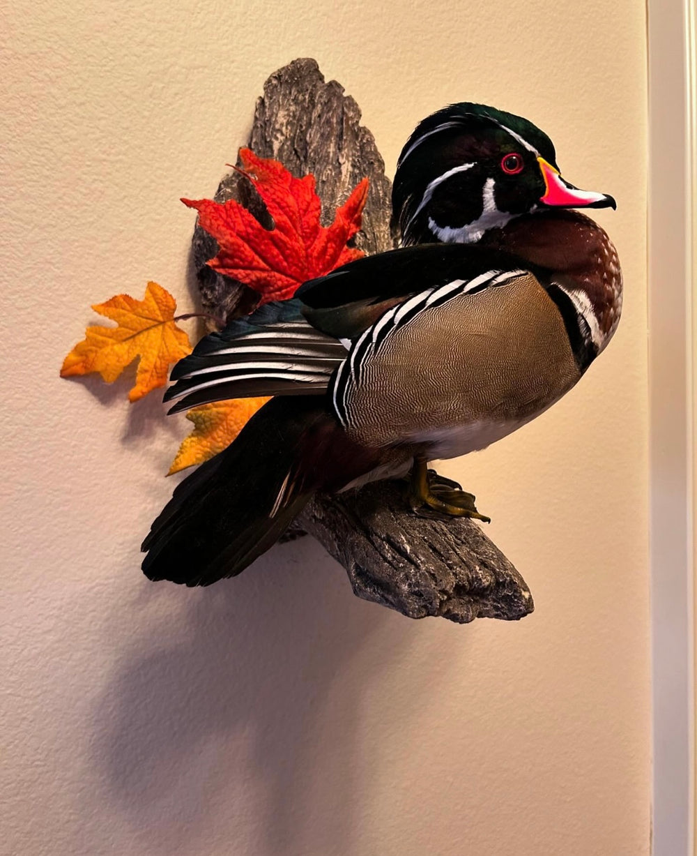 Woodall Waterfowl – Pinnacle Driftwood Taxidermy Supplies