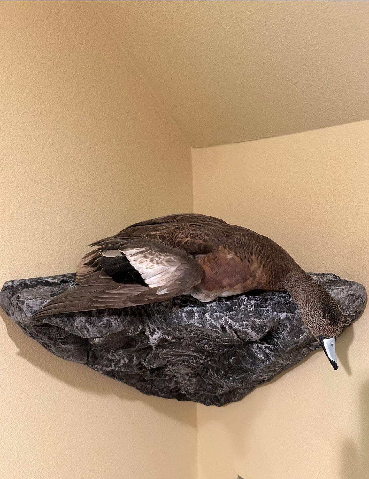 Corner Wall Base – Pinnacle Driftwood Taxidermy Supplies
